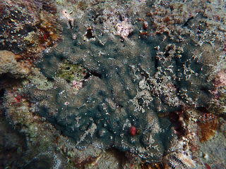 Leptastrea sp.｜超黒潮生物図鑑