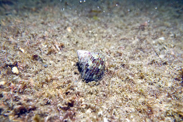 タツマキサザエ Turbo reevii｜超黒潮生物図鑑