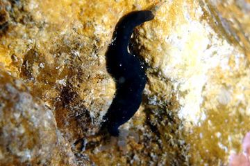 クマノアシツキ Acrocirrus validus｜超黒潮生物図鑑