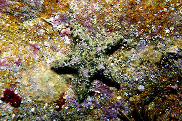 アカヒトデ目 Valvatida｜超黒潮生物図鑑