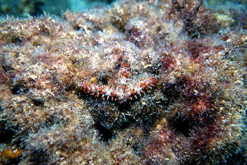 ヒトデ｜超黒潮生物図鑑