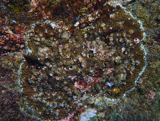 マルキクメイシ Astrea curta｜超黒潮生物図鑑