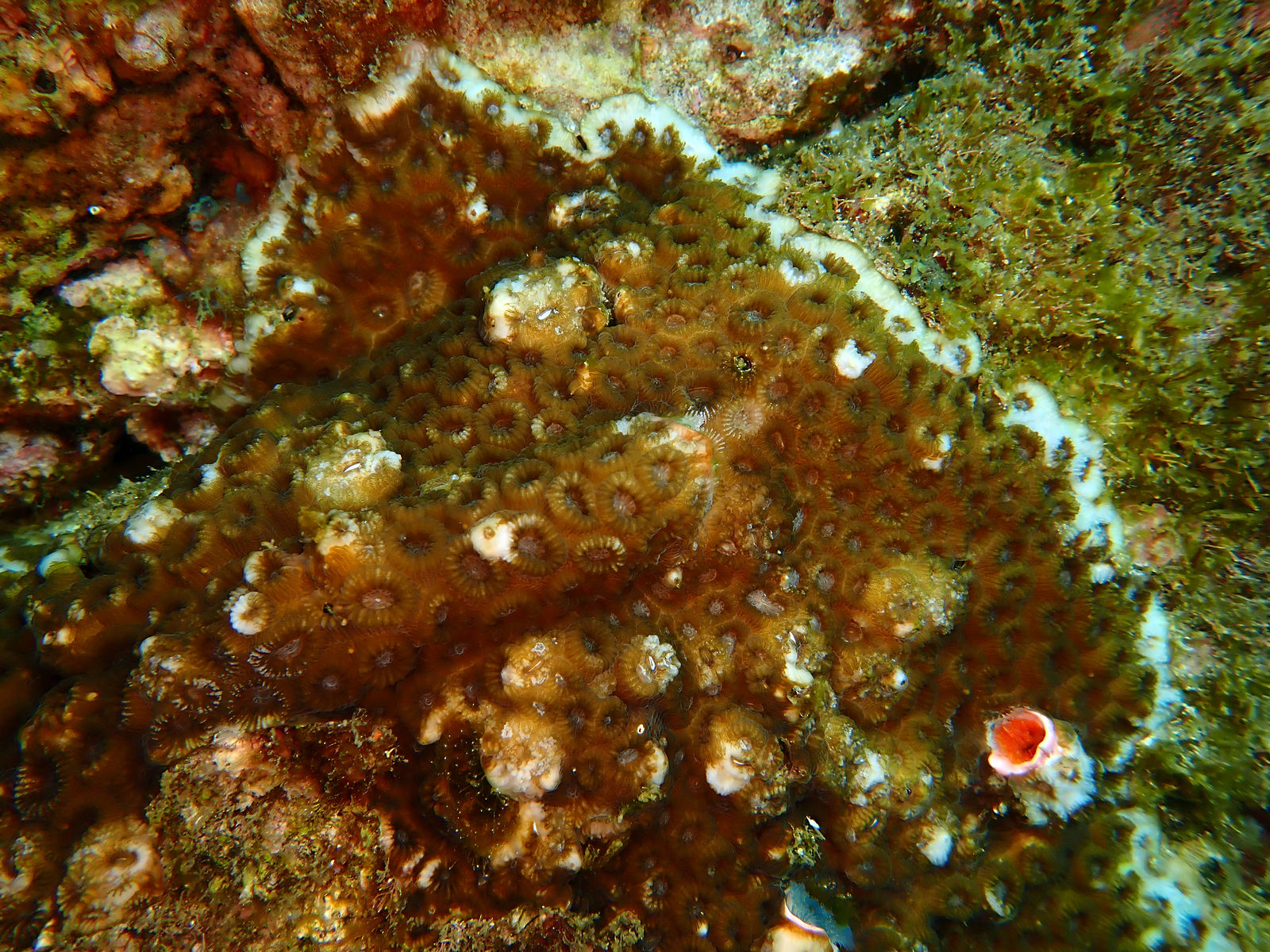 マルキクメイシ Astrea curta (Dana, 1846)｜超黒潮生物図鑑