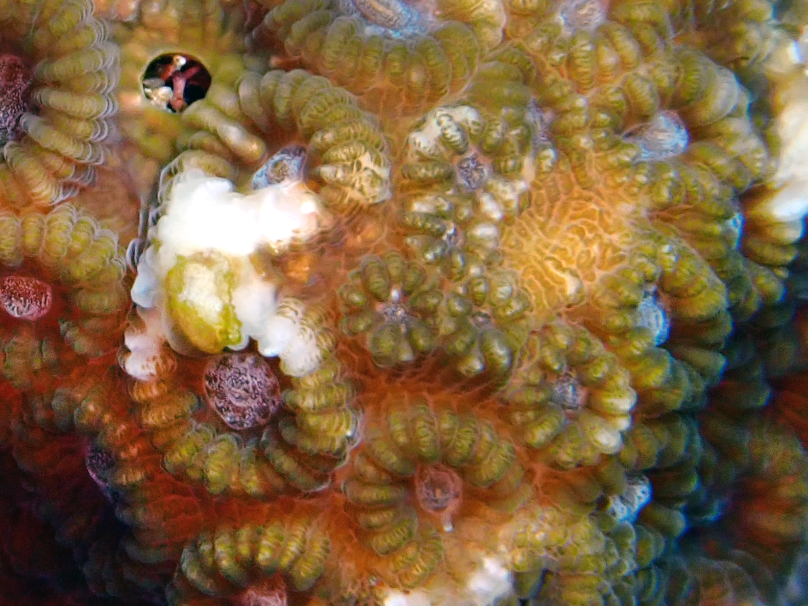 マルキクメイシ Astrea curta (Dana, 1846)｜超黒潮生物図鑑