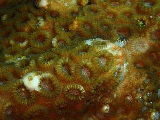 マルキクメイシ Astrea curta (Dana, 1846)｜超黒潮生物図鑑