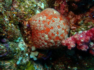 アカヒトデ目 Valvatida｜超黒潮生物図鑑